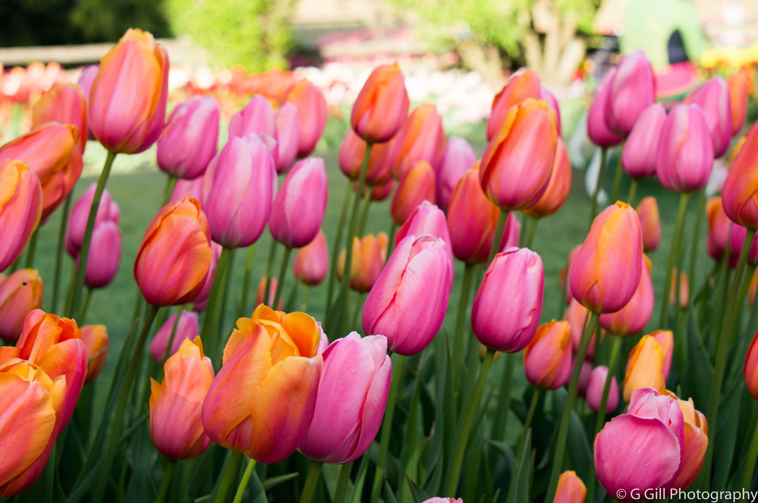 Skagit Valley Tulip Festival - Joy of Exploring - The Scenic Country Drive