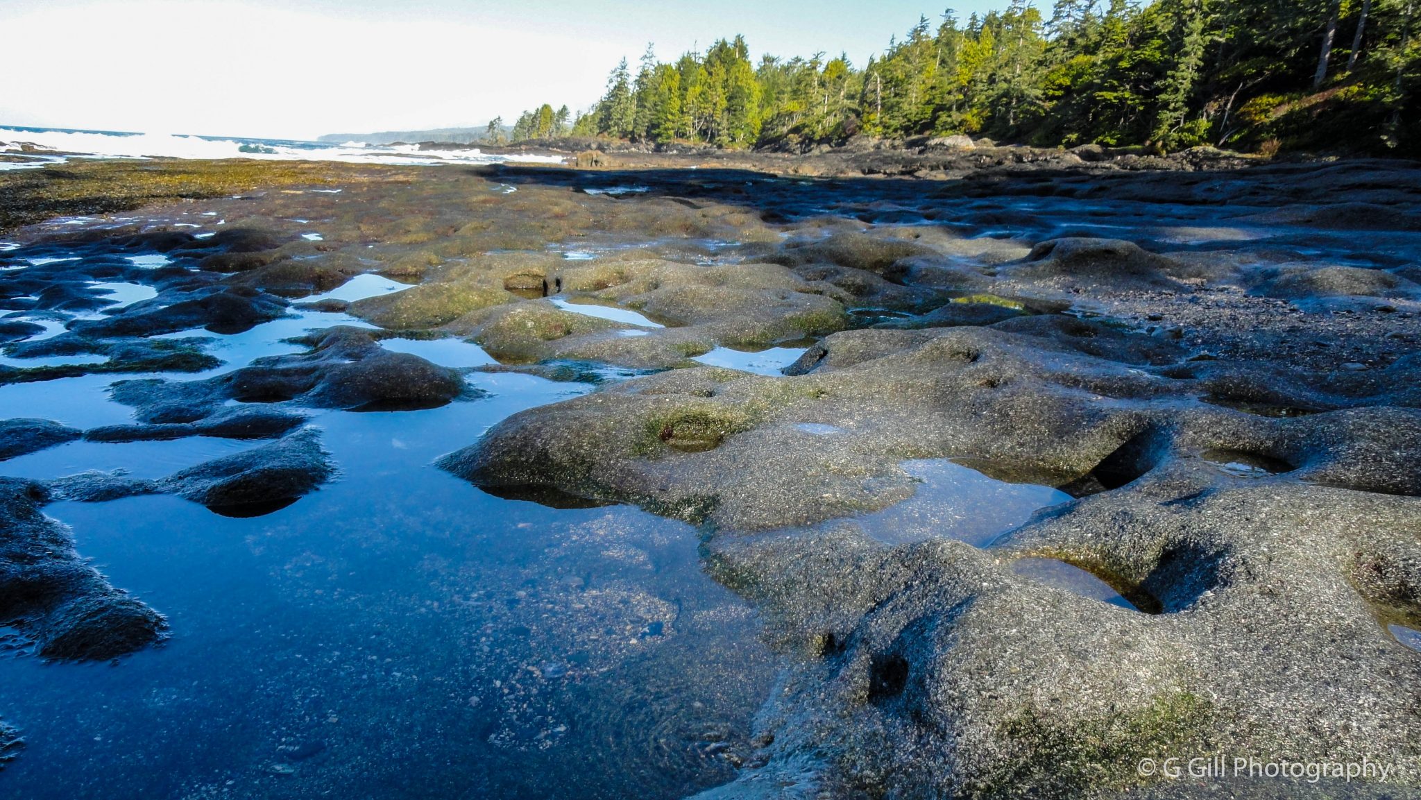 Botanical Beach, Port Renfrew -the Joy of Exploring Marine flora and fauna