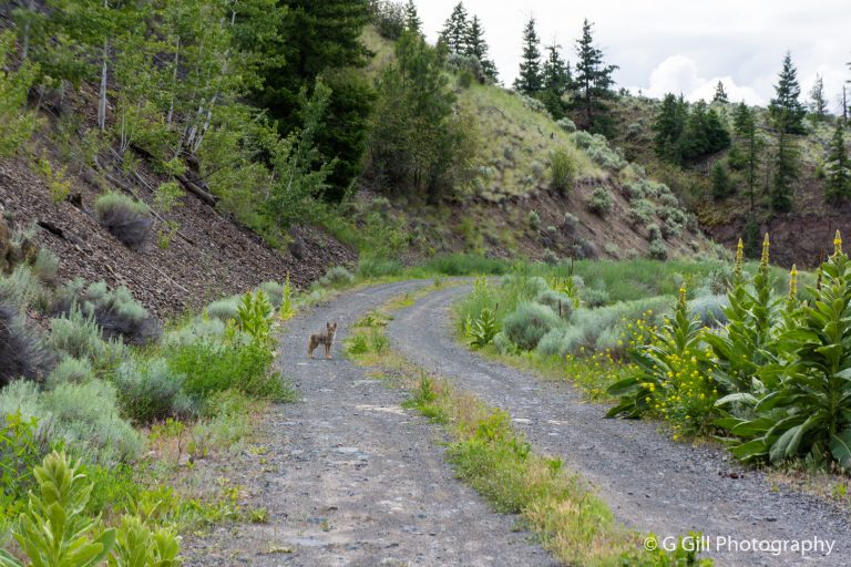 Battle Creek Forest Service Road - the Joy of Exploring Backroads of BC