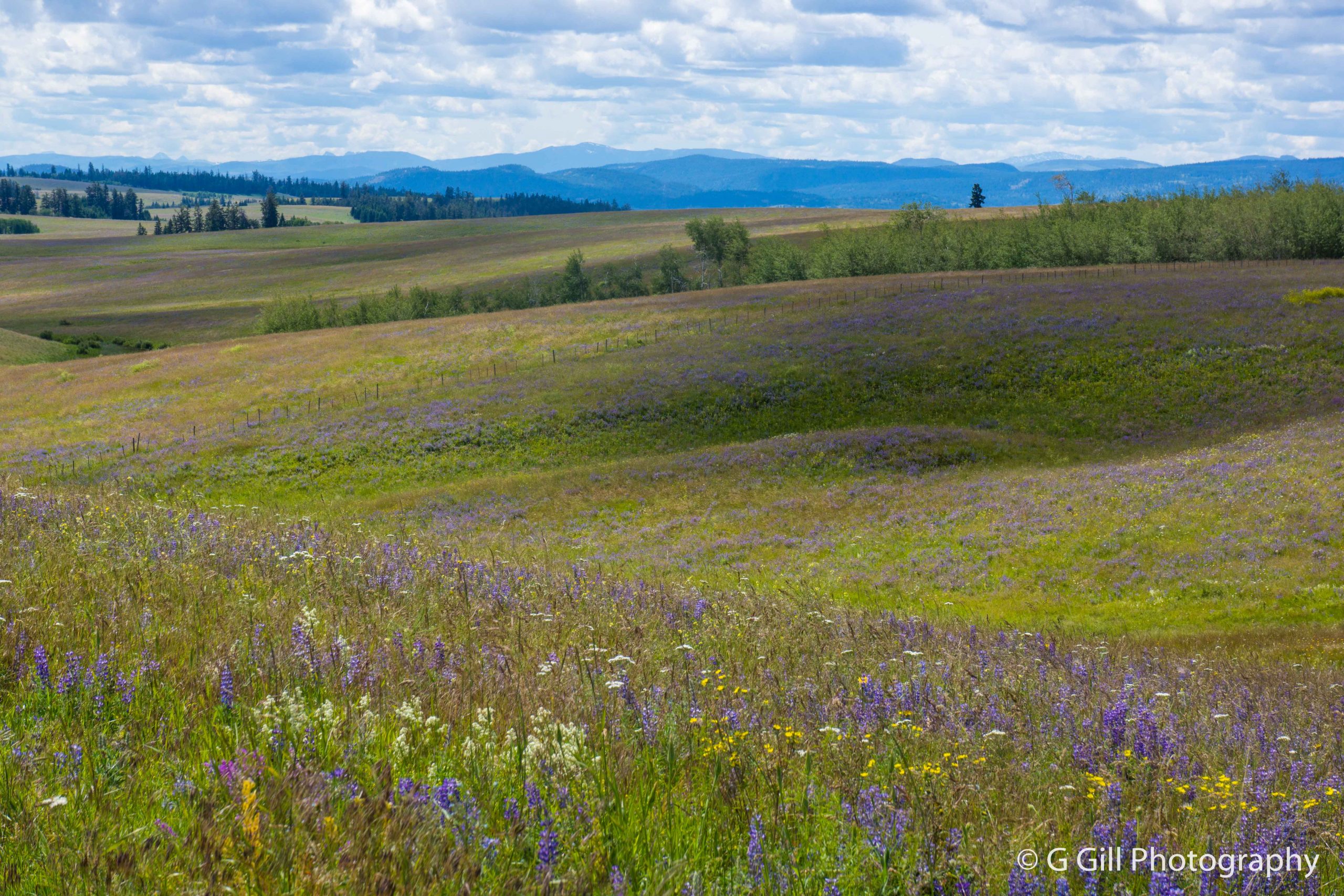 Grasslands and Rolling Hills